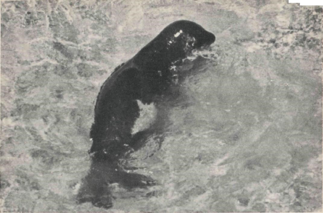 Seals in Greece – The Athenian